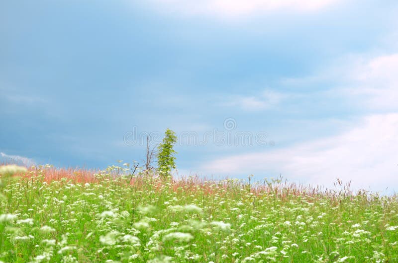 Colorful Grass in Summer Field. Stock Photo - Image of field, white ...