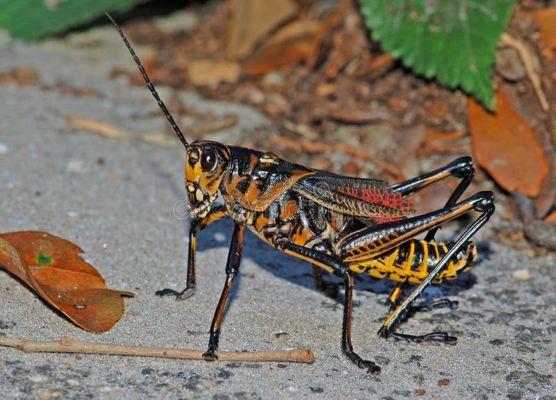 Insect, Ecosystem, Grasshopper, Invertebrate Picture. Image: 118242359