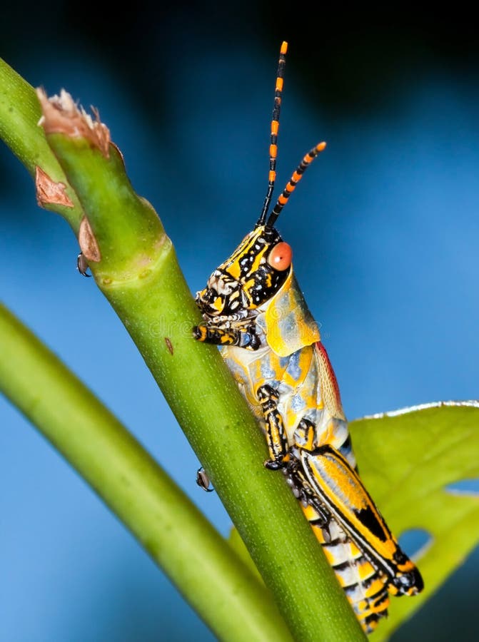 Colorful grasshopper stock image. Image of orange, flower - 13547397