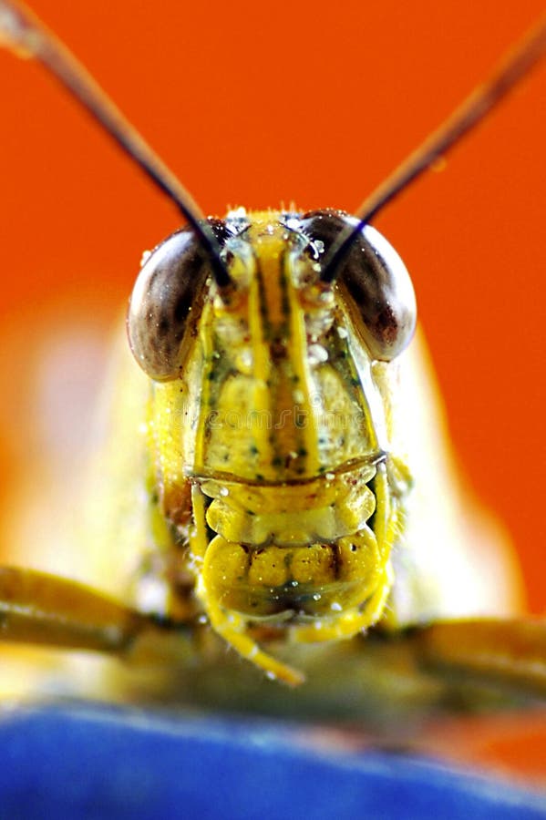 Colorful grasshopper stock photo. Image of swarm, pest - 5793416