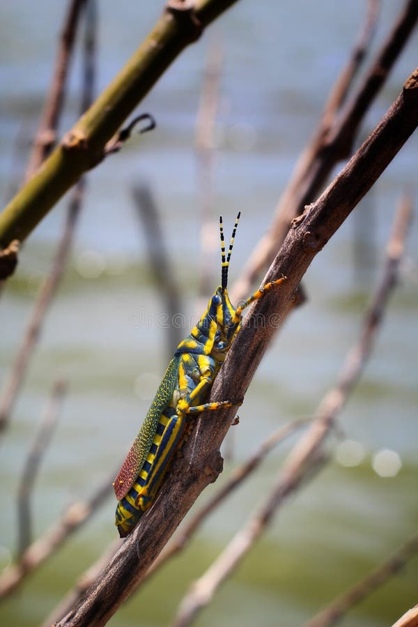 Colorful Grasshopper Insect Sitting on a Stick in Nice Blur Background ...