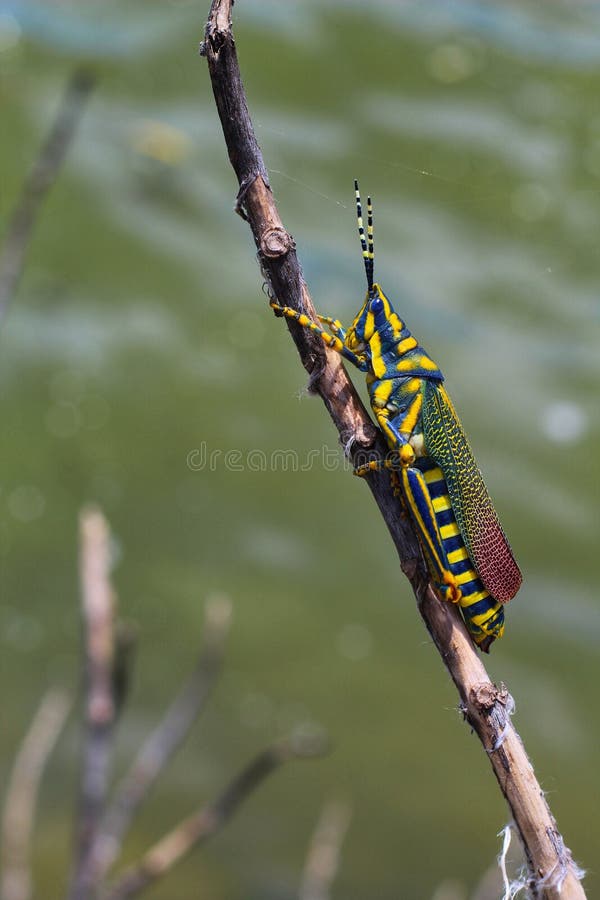Colorful Grasshopper Insect Sitting on a Stick in Nice Blur Background ...