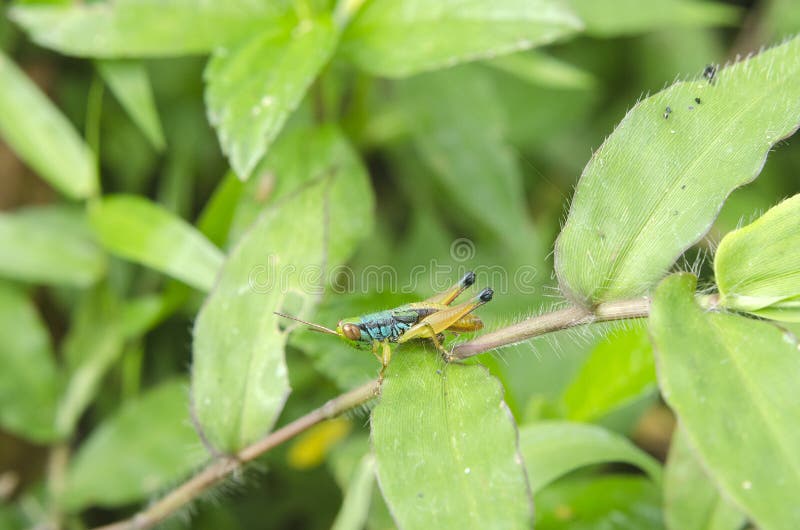 Colorful grasshoppers stock photo. Image of leaves, west - 86076512
