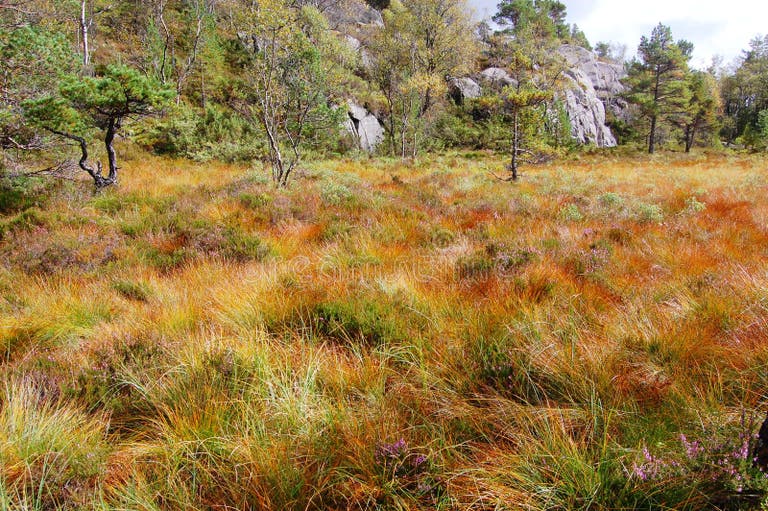 Colorful Grassland stock photo. Image of grassland, plant - 7526314