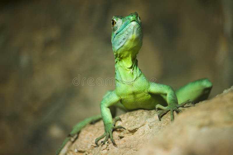 Colorful Green Basilisk Lizard Stock Image - Image of claw, looking ...