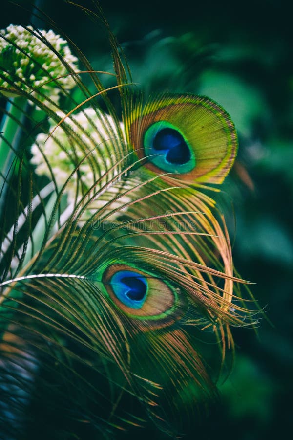 Colorful Green-blue Two Peacock Feathers Stock Image - Image of feather ...