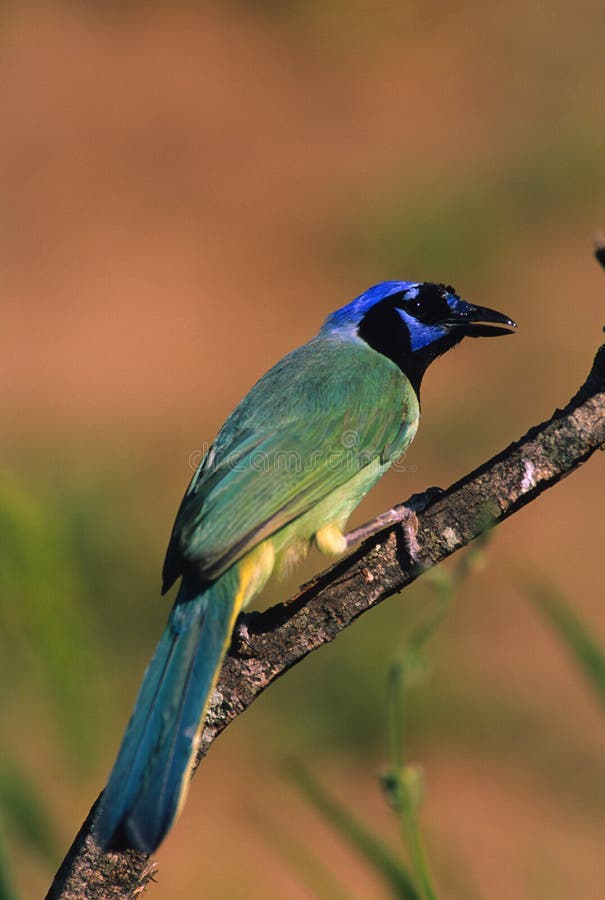 Colorful Green Jay stock image. Image of colorful, outdoors - 10965443