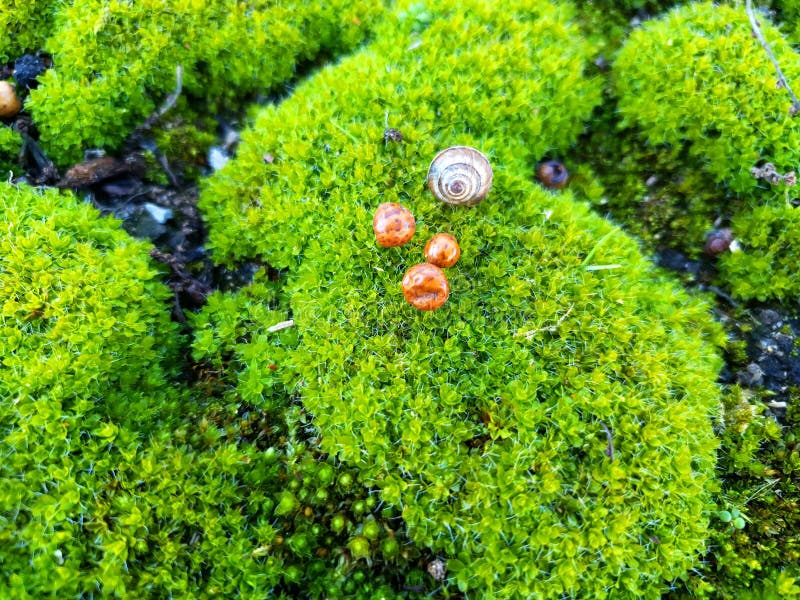 Colorful Green Moss with a Shell. Stock Photo - Image of forest, grass ...