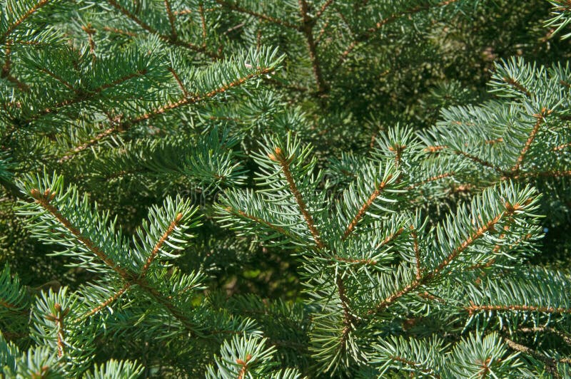 Colorful Green Spruce Branches on the Background of Spruce Trees Close ...