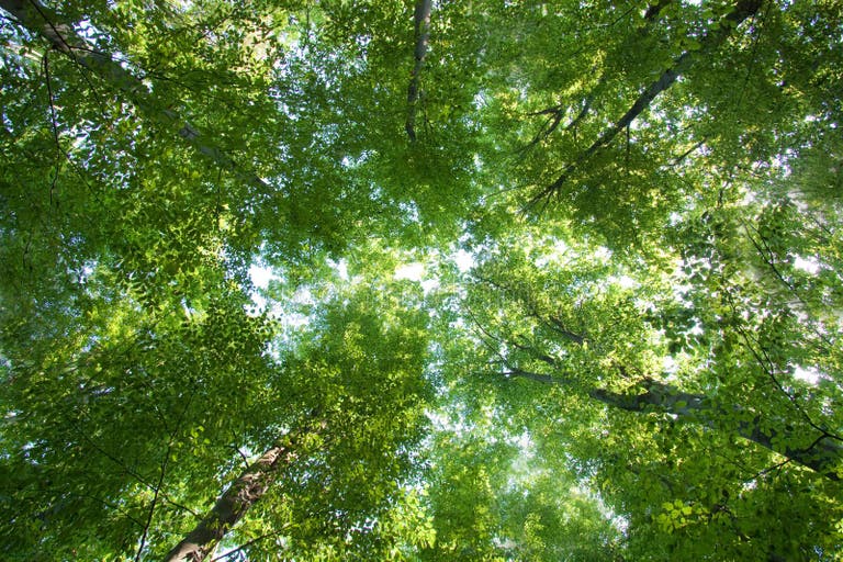 Colorful green treetops stock image. Image of green, leafy - 21328065