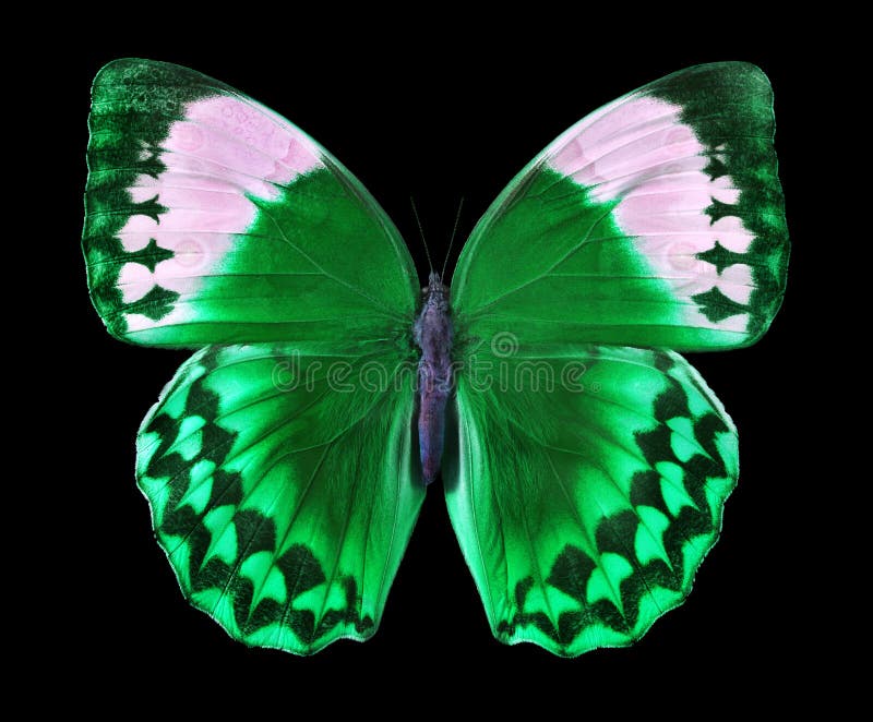 Colorful Green Tropical Morpho Butterfly Isolated on Black. Stock Image ...