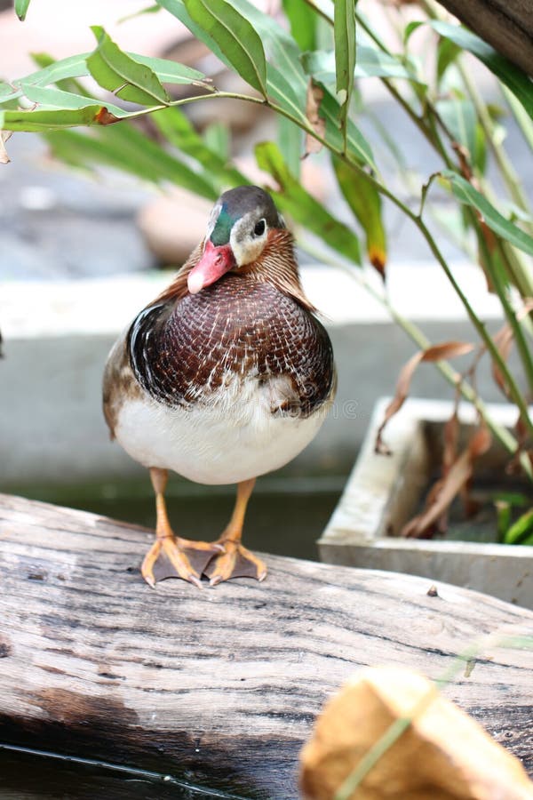 Colorful Green Winged Teal Duck on the Timber. Stock Image - Image of ...