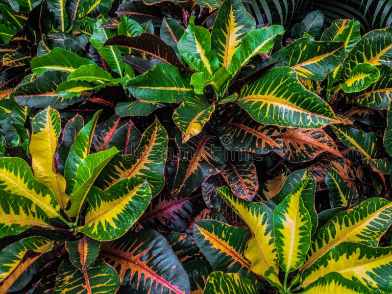 Colorful Tropical Leaves Plant Pattern and Texture Background Stock ...