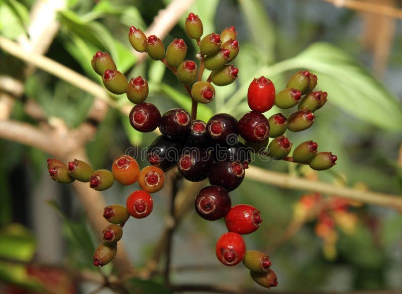 Colorful Macro of a Group of Berries Stock Image - Image of currant ...