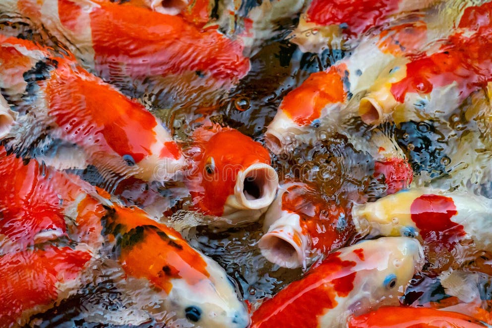 Colorful Group of Carp Fish in the River Stock Image - Image of ...