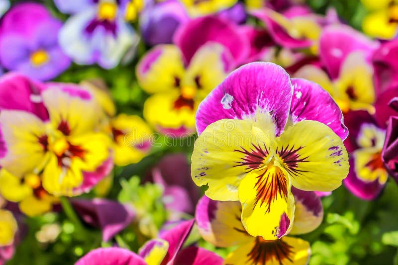 Colorful stock photo. Image of flora, blossom, flower - 43678306