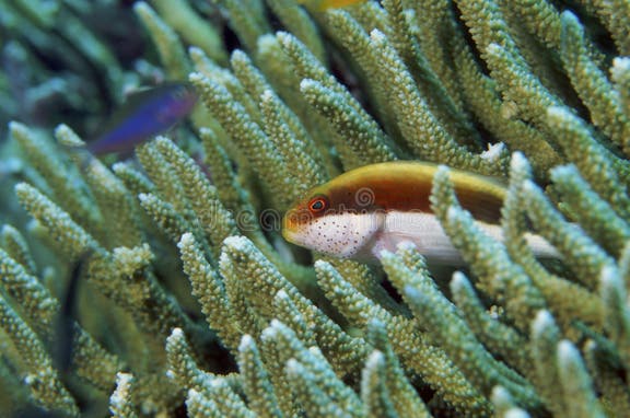 Colorful Grouper Fish in Coral Stock Image - Image of seawater, marine ...