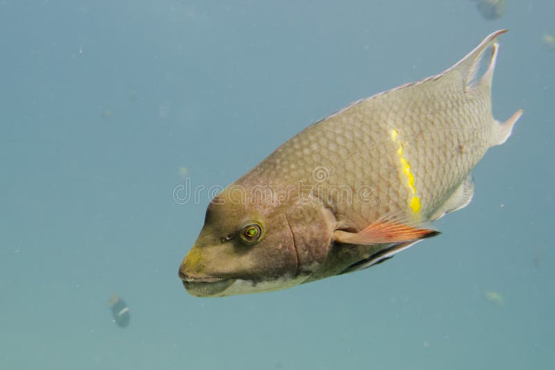 Colorful grouper fish stock photo. Image of grouper, deep - 35327534