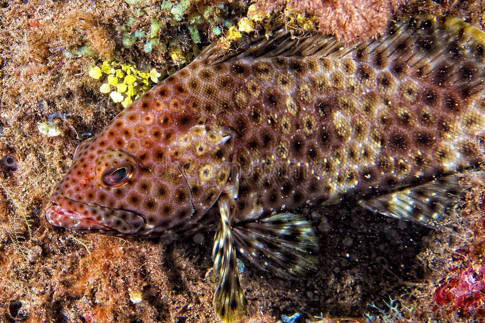 Colorful Grouper Isolated on Black Stock Photo - Image of ocean, nature ...
