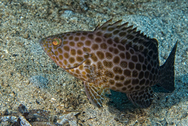 Red Colorful Grouper Isolated on Indian Ocean Reef Stock Image - Image ...