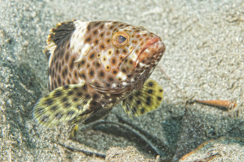 Dog paw isolated on black stock image. Image of shape - 164251527