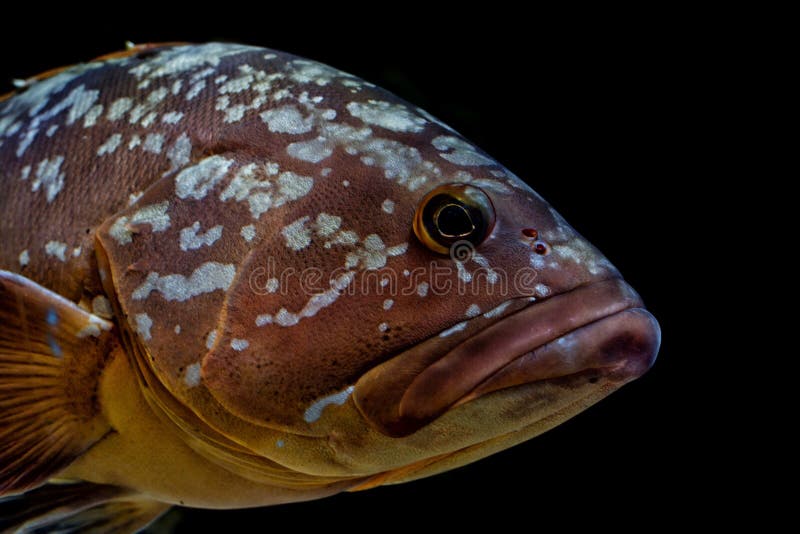 Colorful Grouper Isolated on Black Stock Photo - Image of marine, scale ...