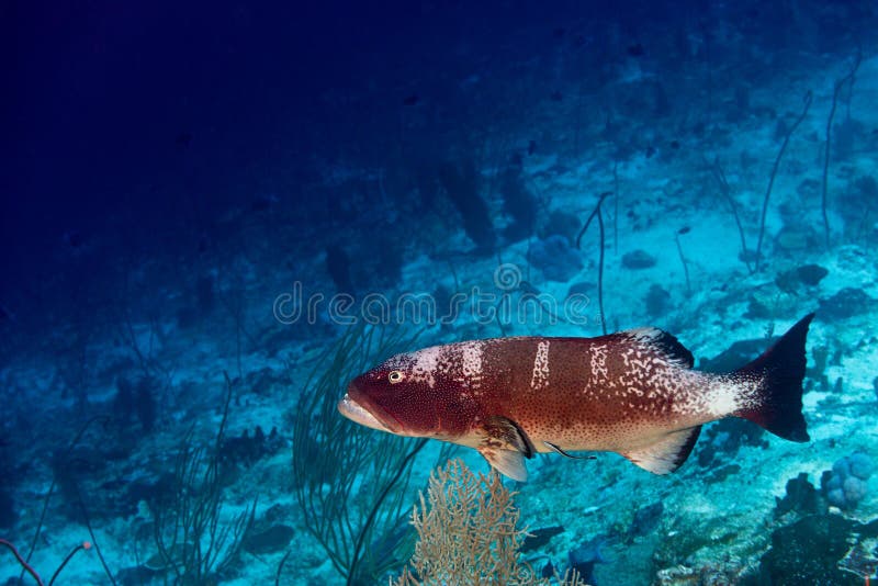 Colorful grouper on ocean stock image. Image of grouper - 52618415