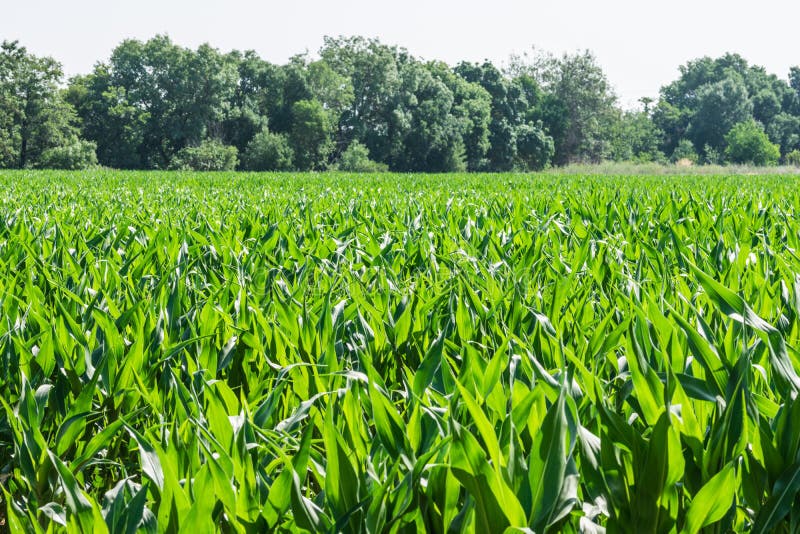 Colorful Grove in Field with Blue Sky Stock Image - Image of landscape ...