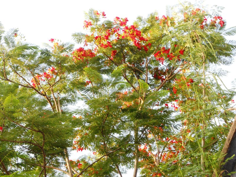 Colorful Gulmohar Tree in Blossom Stock Photo - Image of delonix, tree ...
