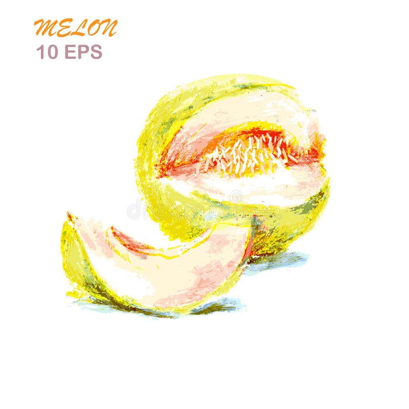 Colorful Hand Drawn of Melon.vector Illustration Stock Vector ...