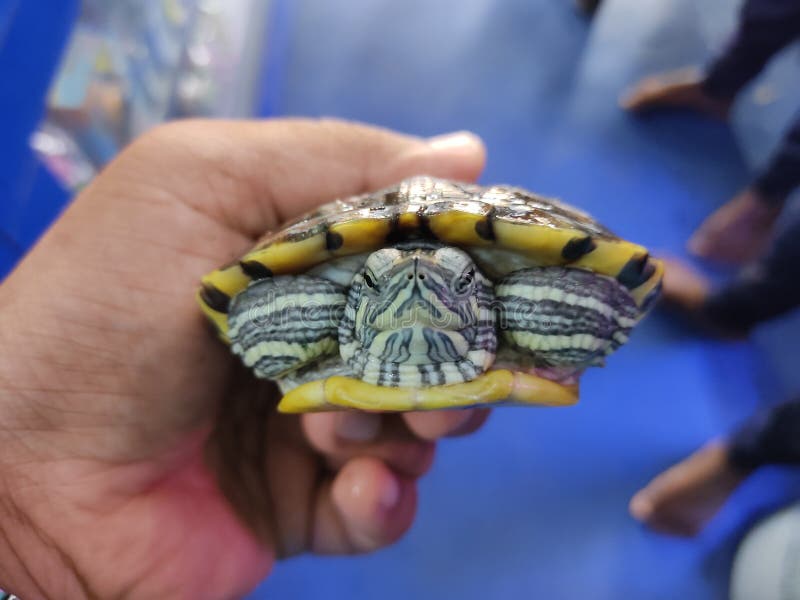 Sea turtle in hand stock image. Image of macro, touch - 137487193