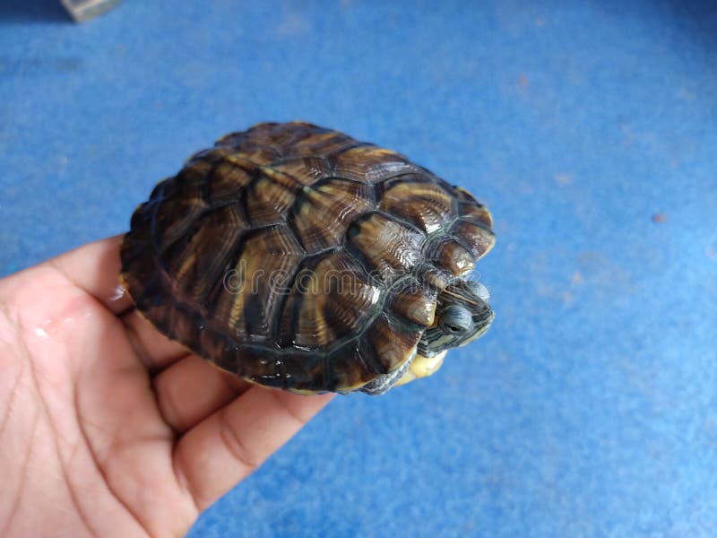 Sea turtle in hand stock image. Image of macro, touch - 137487193