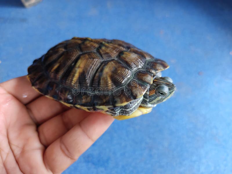 Turtle in hand stock photo. Image of animal, protection - 27066384