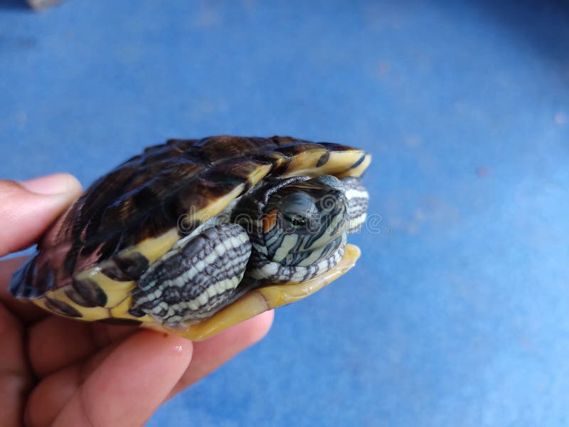 Sea turtle in hand stock image. Image of macro, touch - 137487193