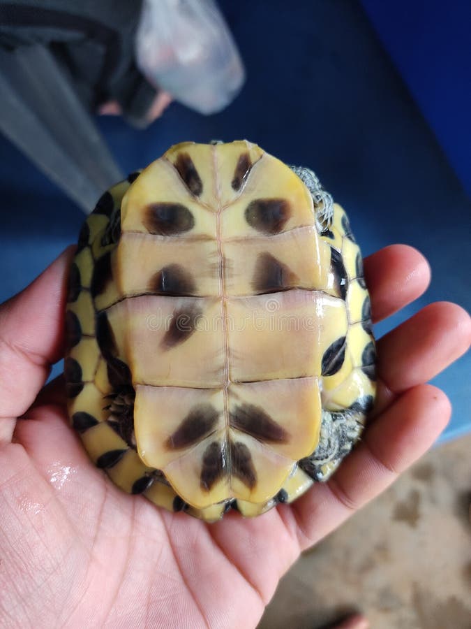 Sea turtle in hand stock image. Image of macro, touch - 137487193