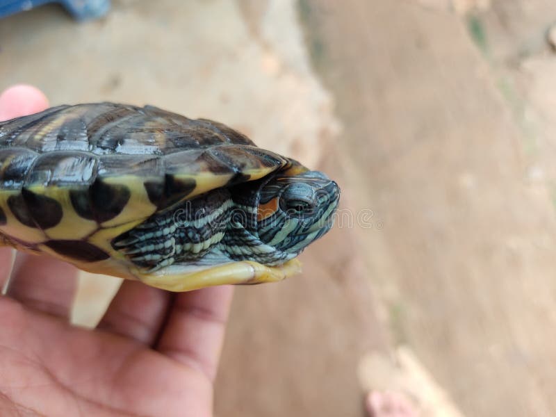 Turtle in a hand stock image. Image of profile, reptile - 13818471