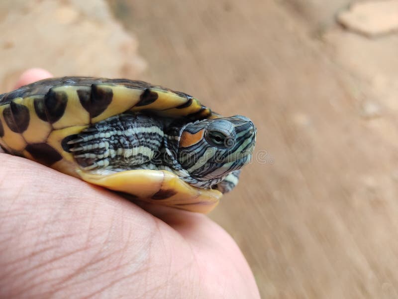 Turtle in hand stock photo. Image of animal, protection - 27066384