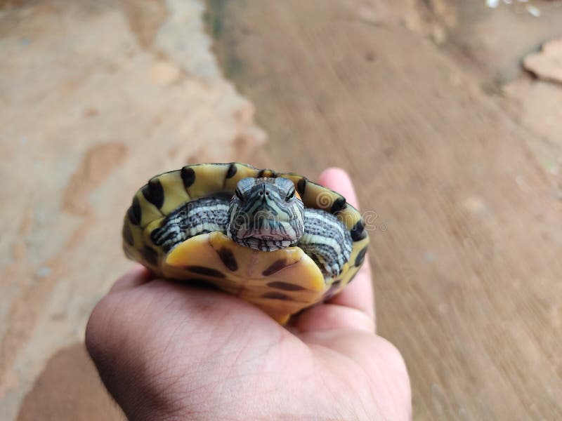Turtle in hand stock photo. Image of animal, protection - 27066384