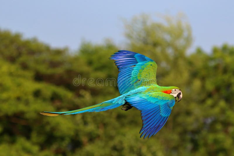 Colorful Harlequin Macaw Parrot Flying in the Sky. Stock Image - Image ...