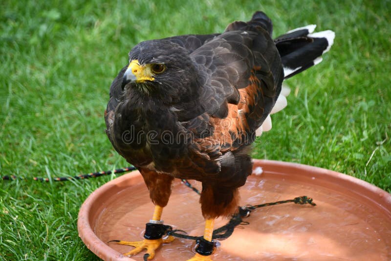 A Harris Hawk Bird stock photo. Image of catch, ornithology - 320878368