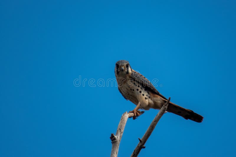 Colorful Hawk watching stock image. Image of branch - 218012235