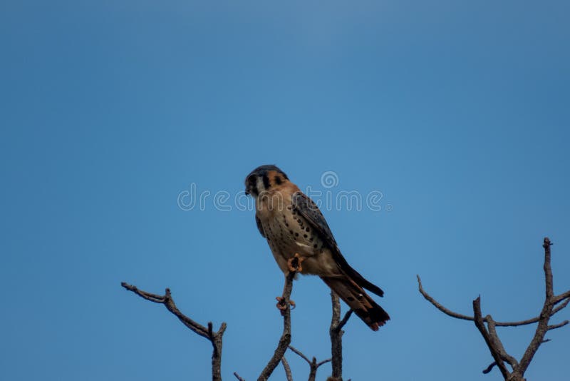 Colorful Hawk watching stock photo. Image of brown, naturen - 218012240