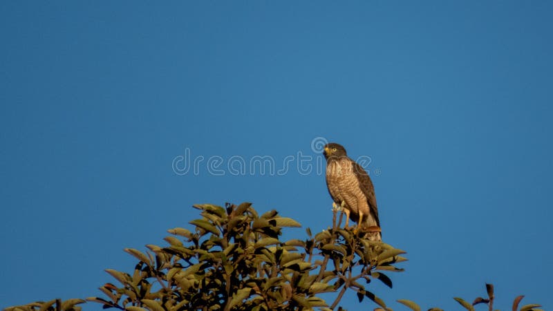 Colorful Hawk watching stock photo. Image of woodpecker - 218012316