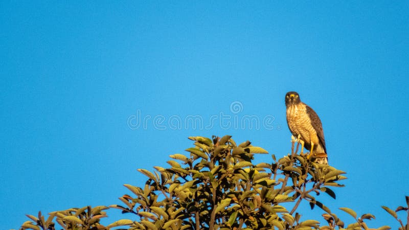 Colorful Hawk watching stock photo. Image of branch - 218012314