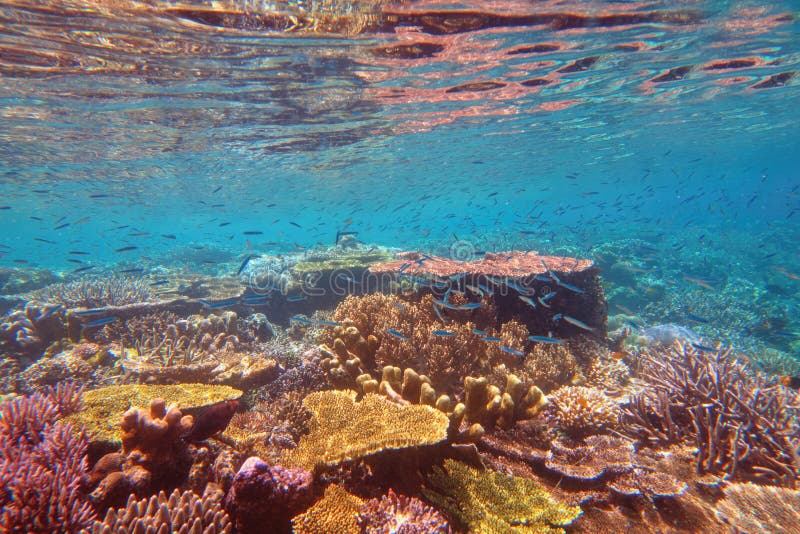 Colorful Healthy Coral Reef Just Under the Sea Surface Stock Image ...