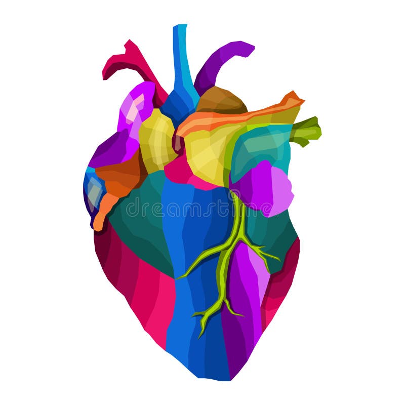 Colorful Human Heart Beautiful Creative Artwork Vector Illustration ...
