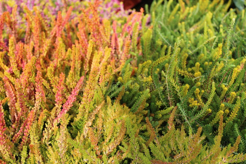 Colorful Heather in the Garden Stock Image - Image of season, beautiful ...