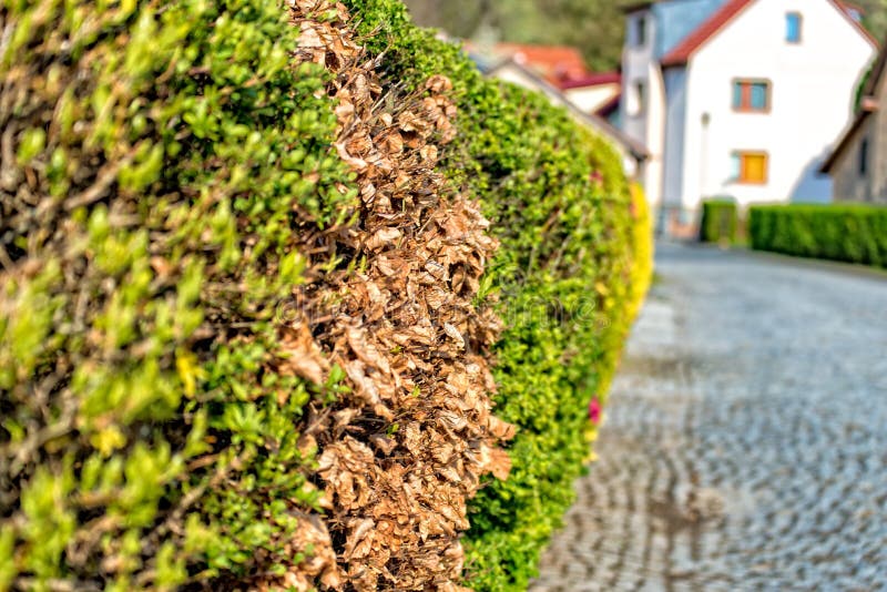 Colorful Hedge Grows on the Side of the Road Stock Image - Image of ...