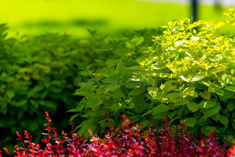 Colorful Hedges in the City Park Stock Photo - Image of footpath, bush ...
