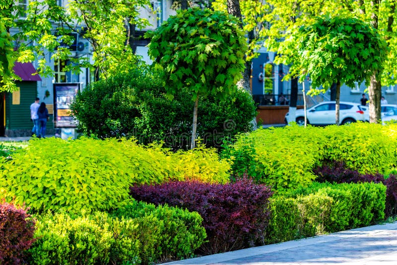 Colorful Hedges in the City Park Stock Image - Image of tree, design ...